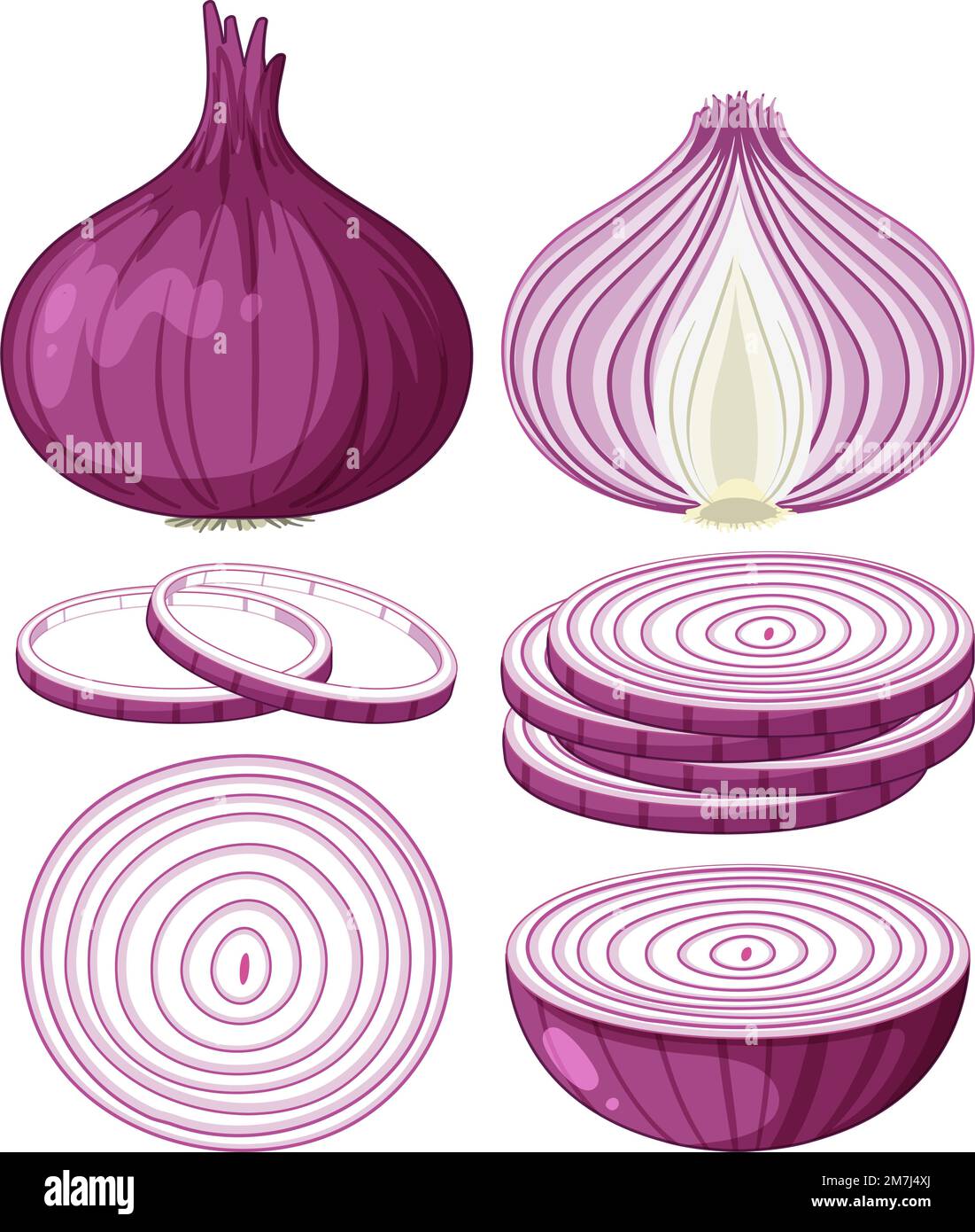Shallot in whole and sliced pieces illustration Stock Vector Image ...