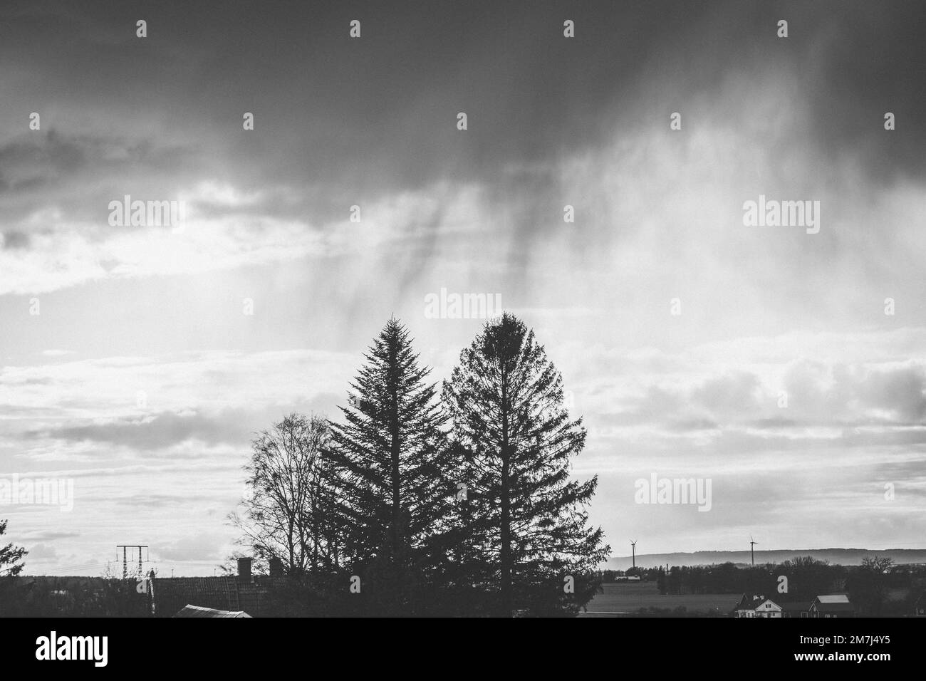 Large trees in park Black and White Stock Photos & Images - Alamy