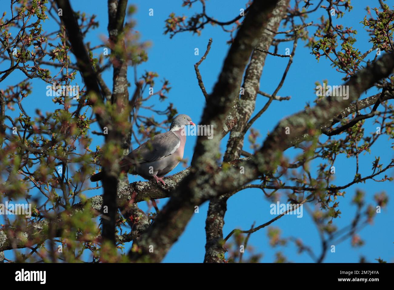 A view of a beautiful pigeon perched on a tree branch during sunrise ...
