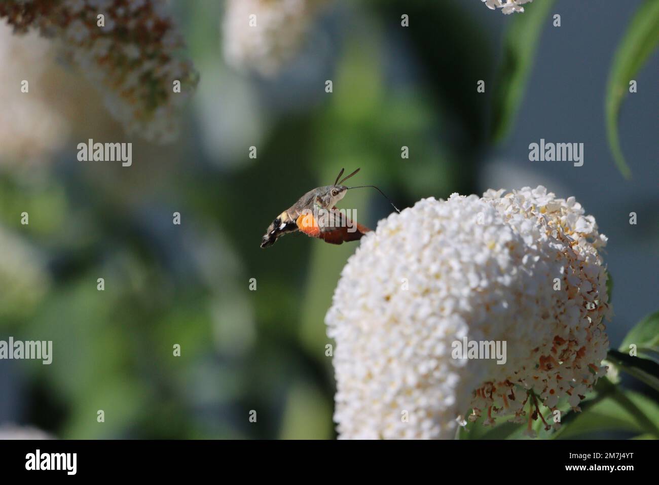 Hummingbird collecting nectar from hi-res stock photography and images ...