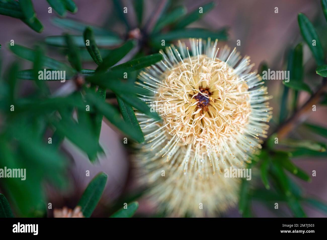 native coastal plants in tasmania australia in summer Stock Photo - Alamy