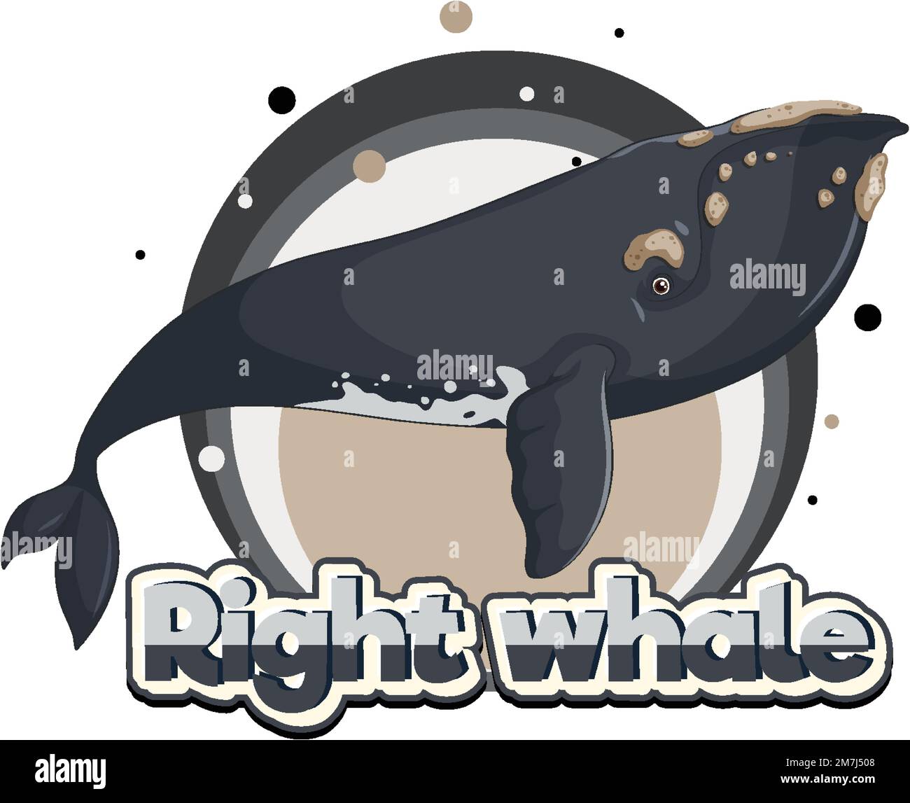 Atlantic right whale Stock Vector Images - Alamy