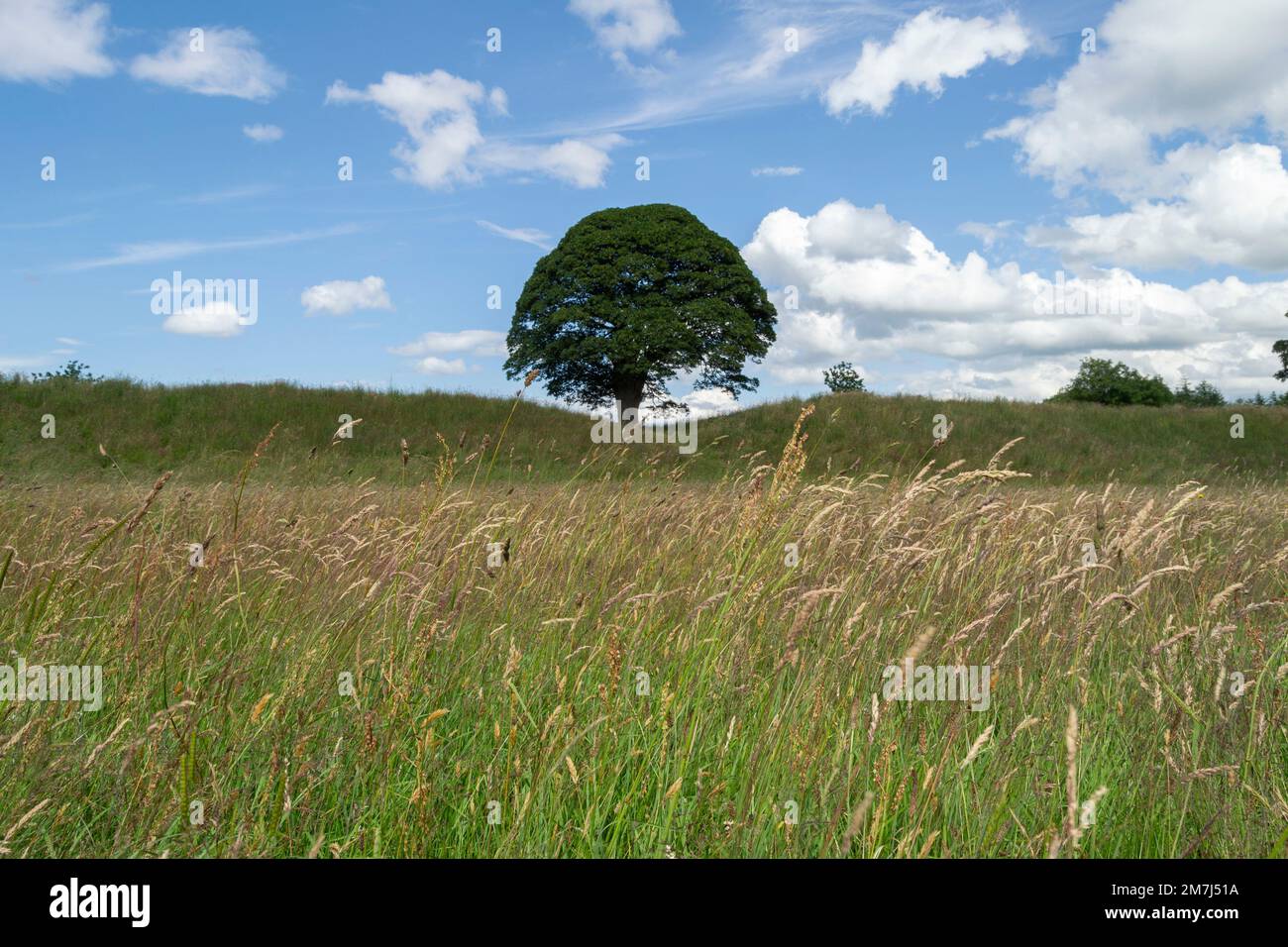 London plane tree on the edge of the Giants Ring, Ballynahatty, Belfast ...