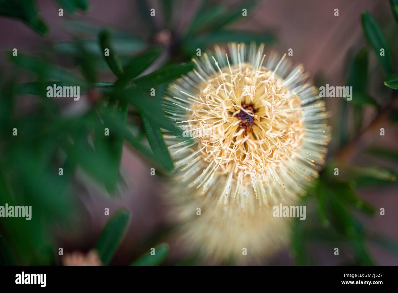 native coastal plants in tasmania australia in summer Stock Photo - Alamy