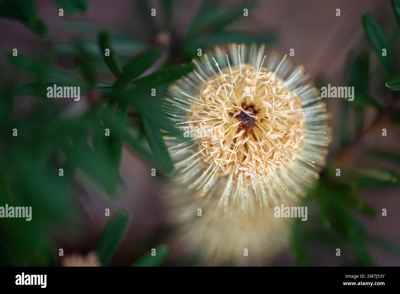native coastal plants in tasmania australia in summer Stock Photo - Alamy