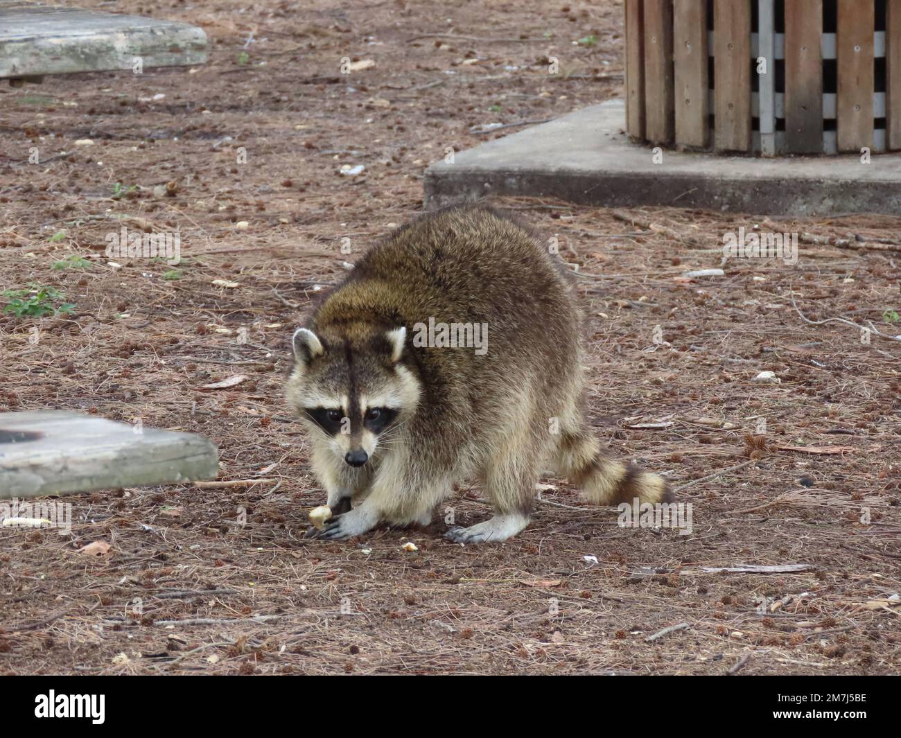 A Guadeloupe raccoon in the park on Anna Maria Island, Florida Stock ...