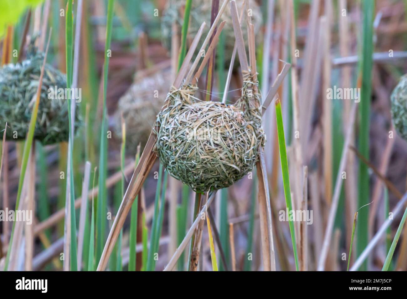 Nest of a Weaver Bird close to Tulbagh, taken in the Western Cape of ...