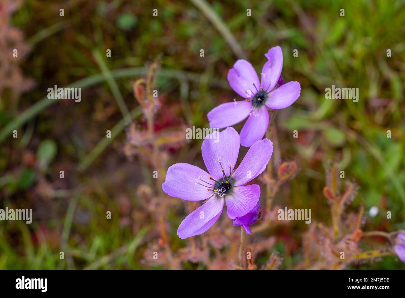 Carnivorous Plants: Pink flowered Drosera cistiflora (from the sundew ...