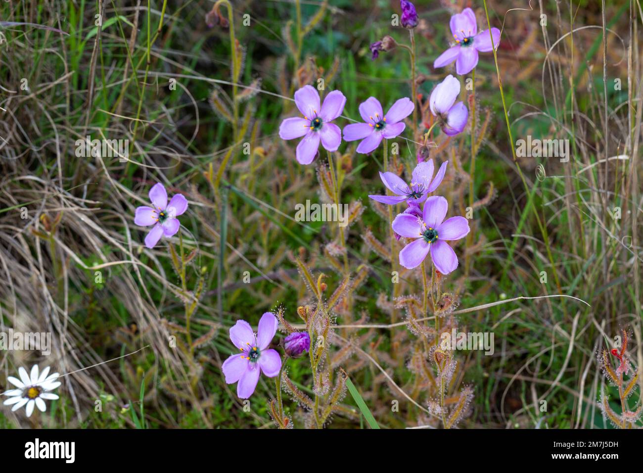 Carnivorous Plants: Pink flowered Drosera cistiflora (from the sundew ...