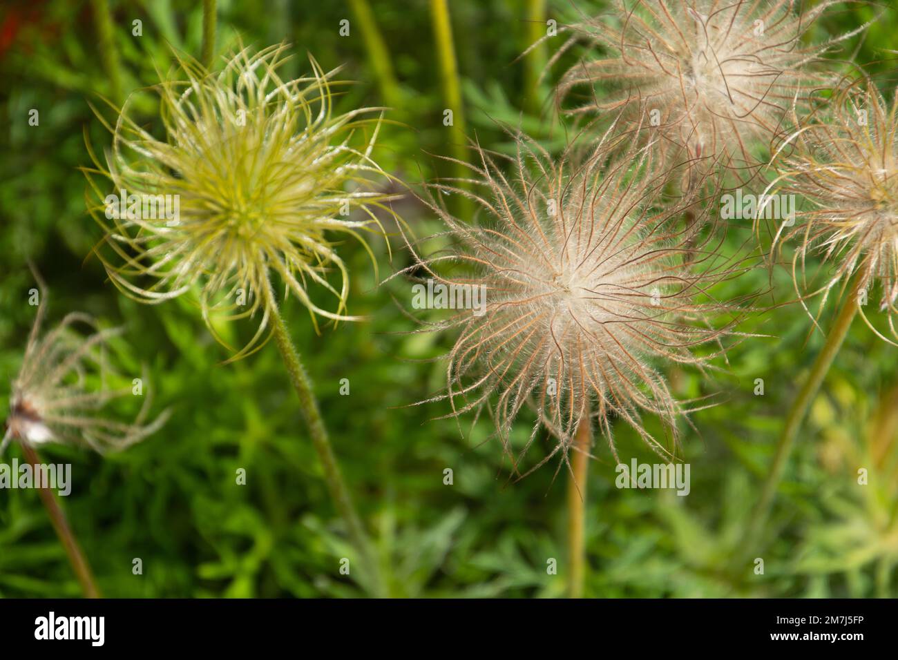 easter crocus silver fruit heads with many ripe seeds Stock Photo - Alamy
