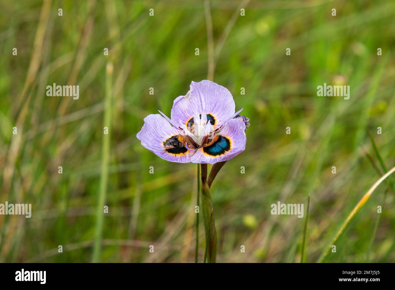 Peacock Flower Moraea Villosa