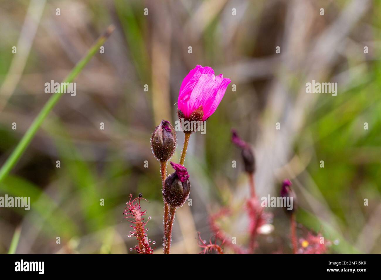 Flower of a small pink form of Drosera cistiflora in natural habitat Stock Photo - Alamy
