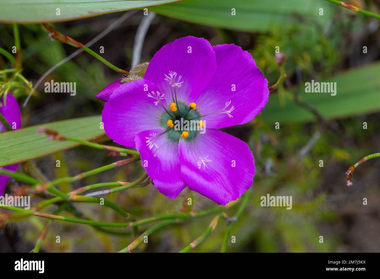 Pink flower of the carnivorous plant Drosera cistiflora taken in ...