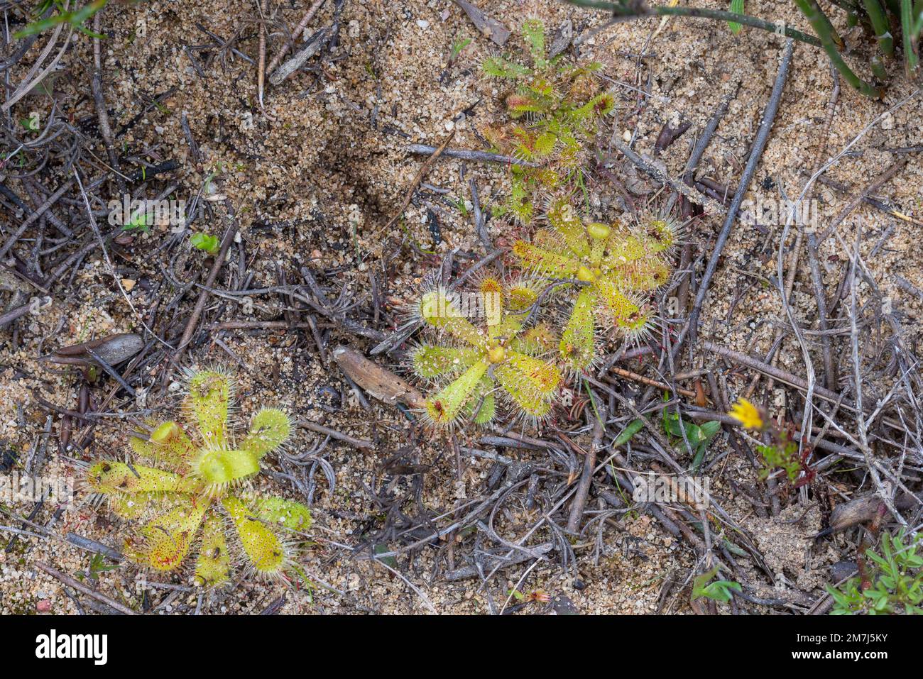 Rosettes of Drosera pauciflora, a carnivorous plant, taken in natural ...