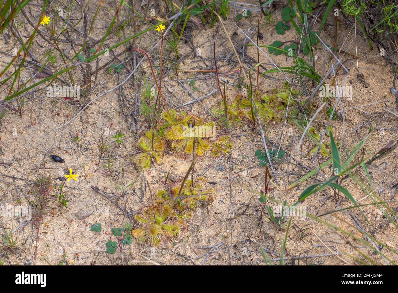 Rosettes of Drosera pauciflora, a carnivorous plant, taken in natural ...
