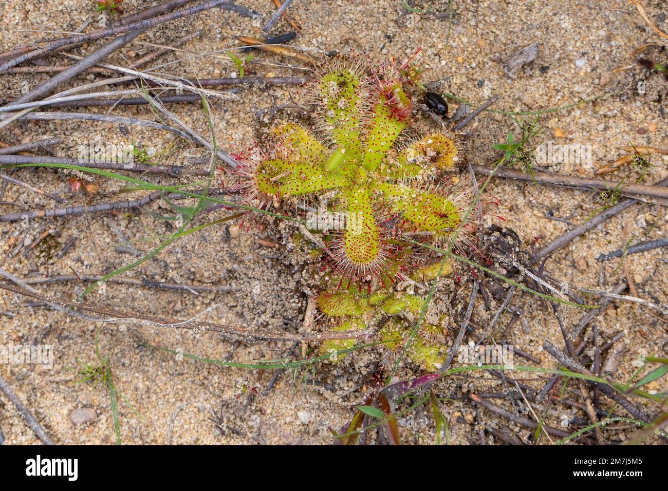 Rosettes of Drosera pauciflora near Porterville in the Western Cape of ...