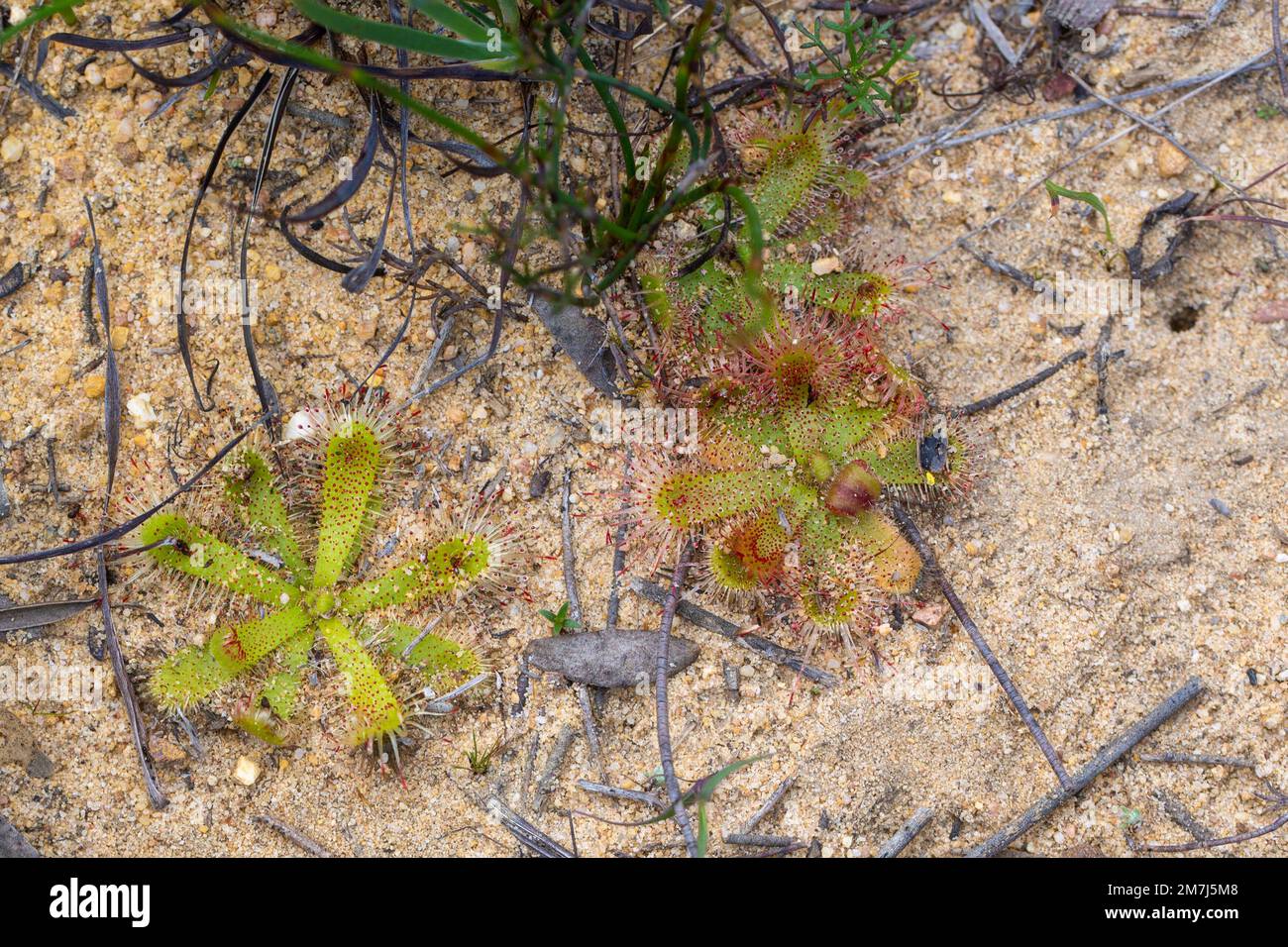Rosettes of Drosera pauciflora near Porterville in the Western Cape of ...