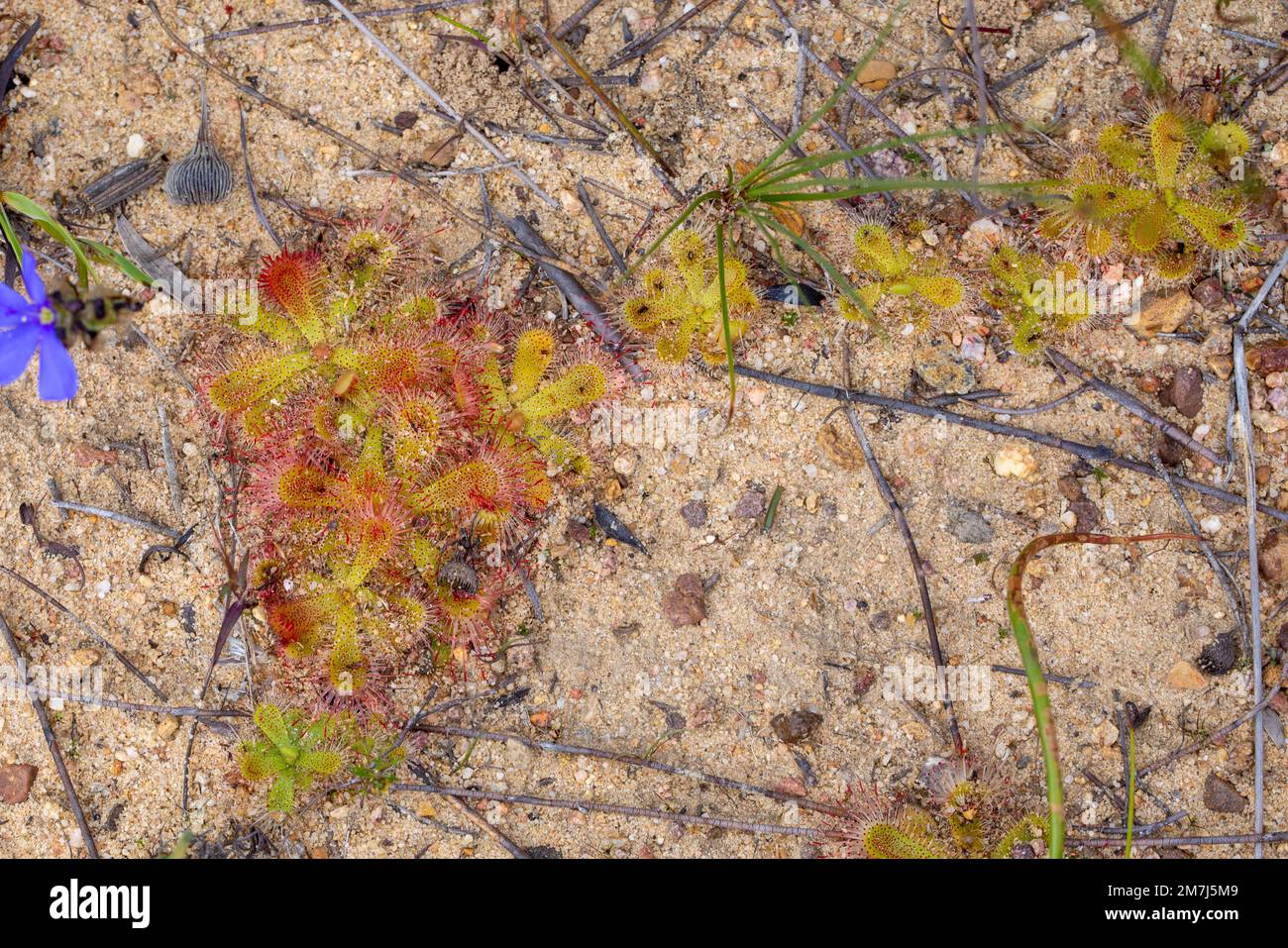 Rosettes of Drosera pauciflora near Porterville in the Western Cape of ...