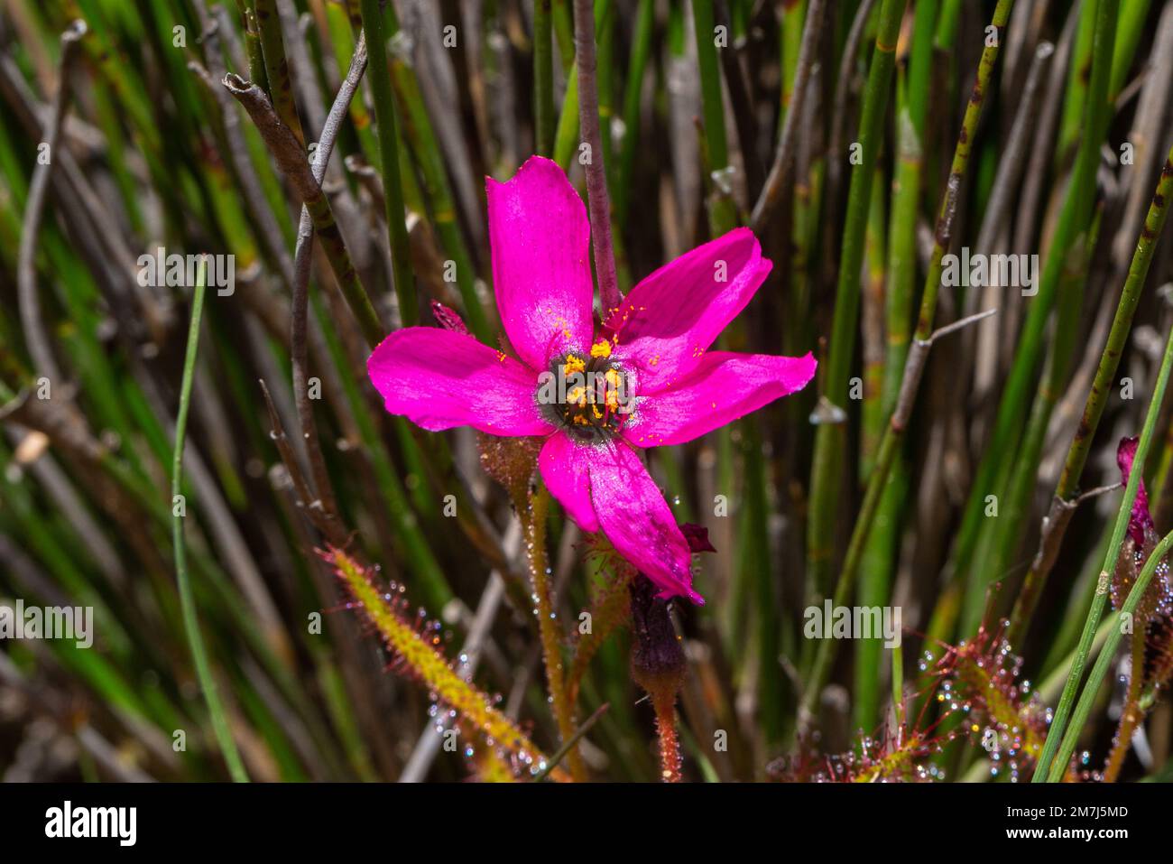Flower of a small pink form of Drosera cistiflora in natural habitat ...