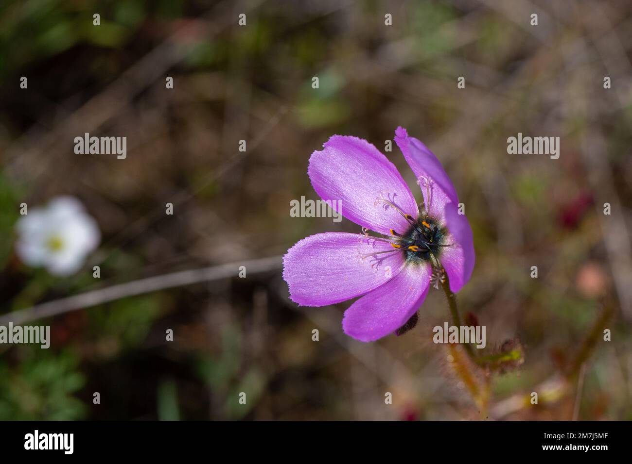 Pink flower of the carnivorous plant Drosera cistiflora taken in ...