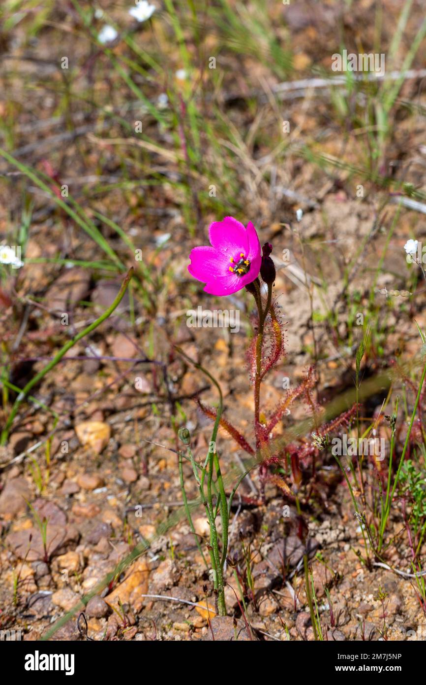 Flower of a small pink form of Drosera cistiflora in natural habitat ...