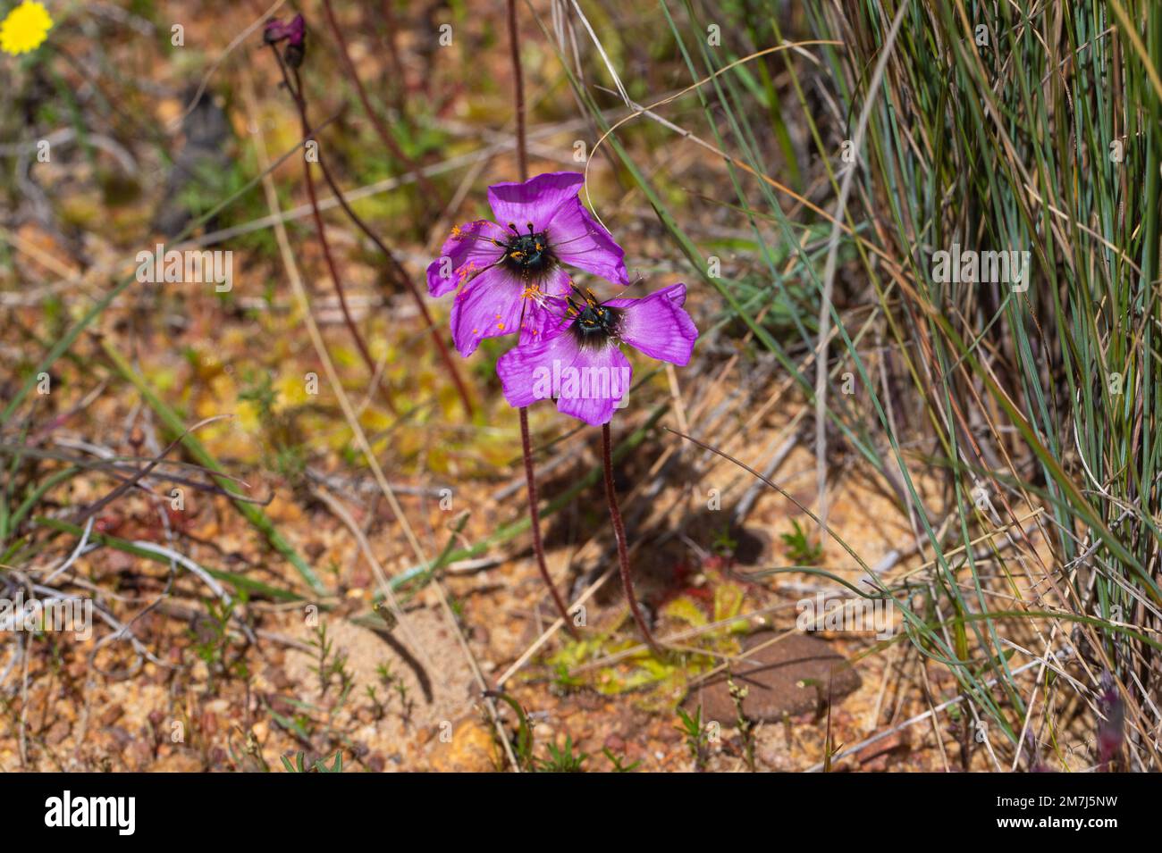 Two beautiful pink flowers of the Sundew Drosera pauciflora, a ...