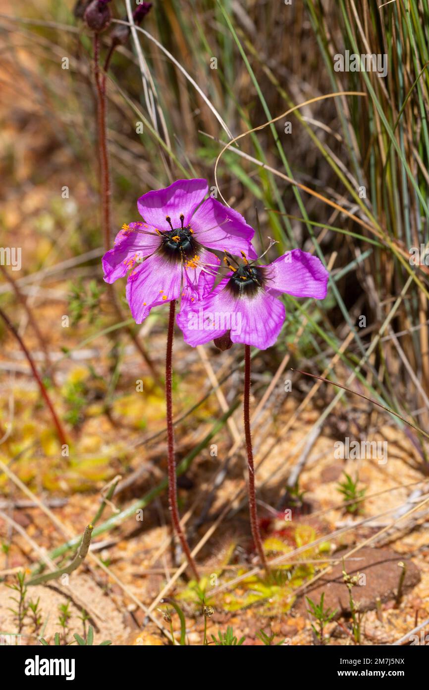 Two beautiful pink flowers of the Sundew Drosera pauciflora, a ...