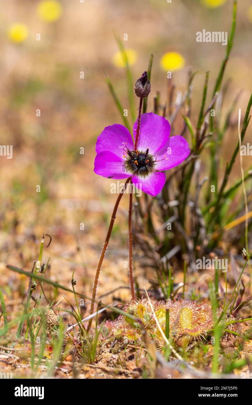 The flower of the carnivorous plant Drosera pauciflora taken in natural ...