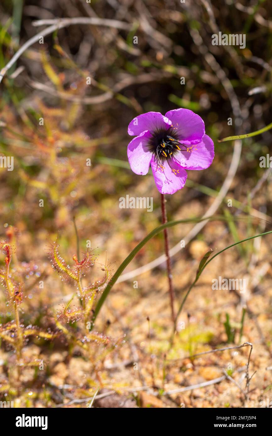 The flower of the carnivorous plant Drosera pauciflora taken in natural ...
