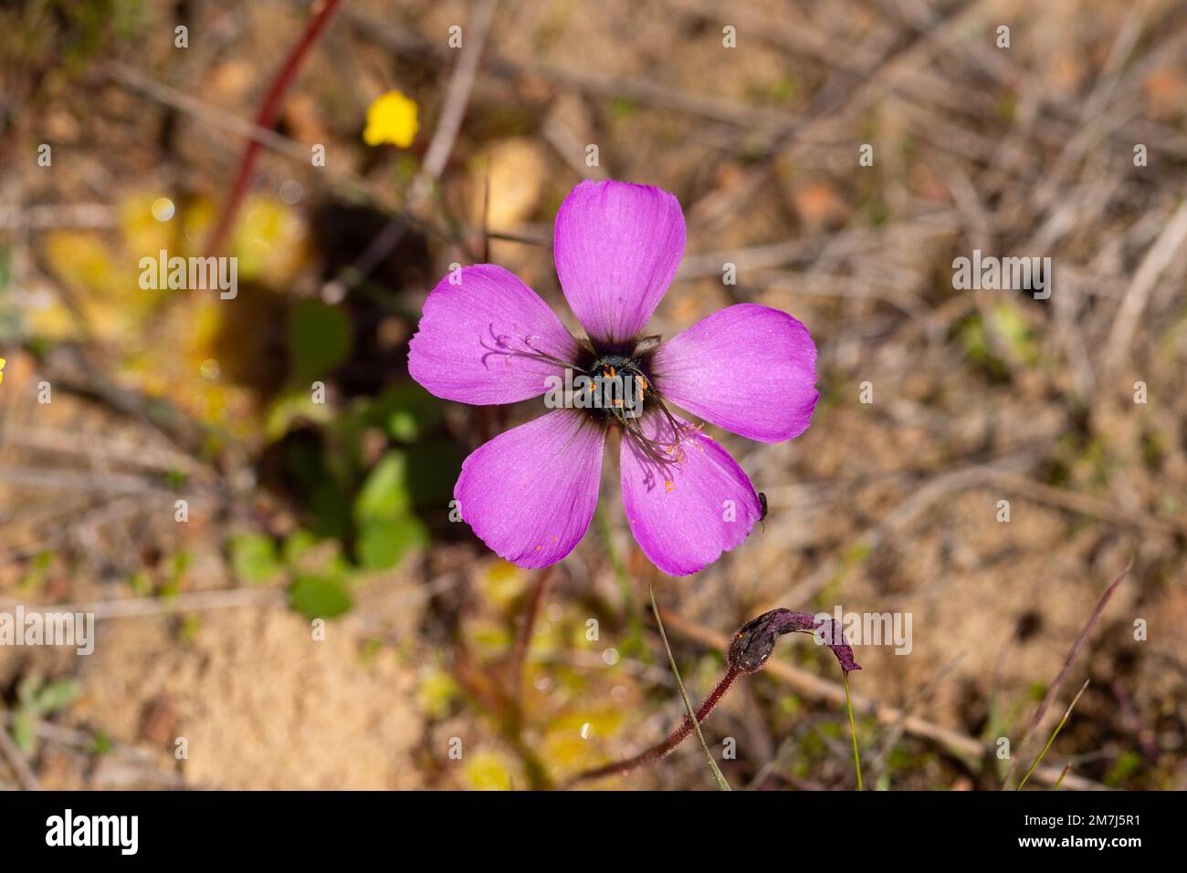 The flower of the carnivorous plant Drosera pauciflora taken in natural ...