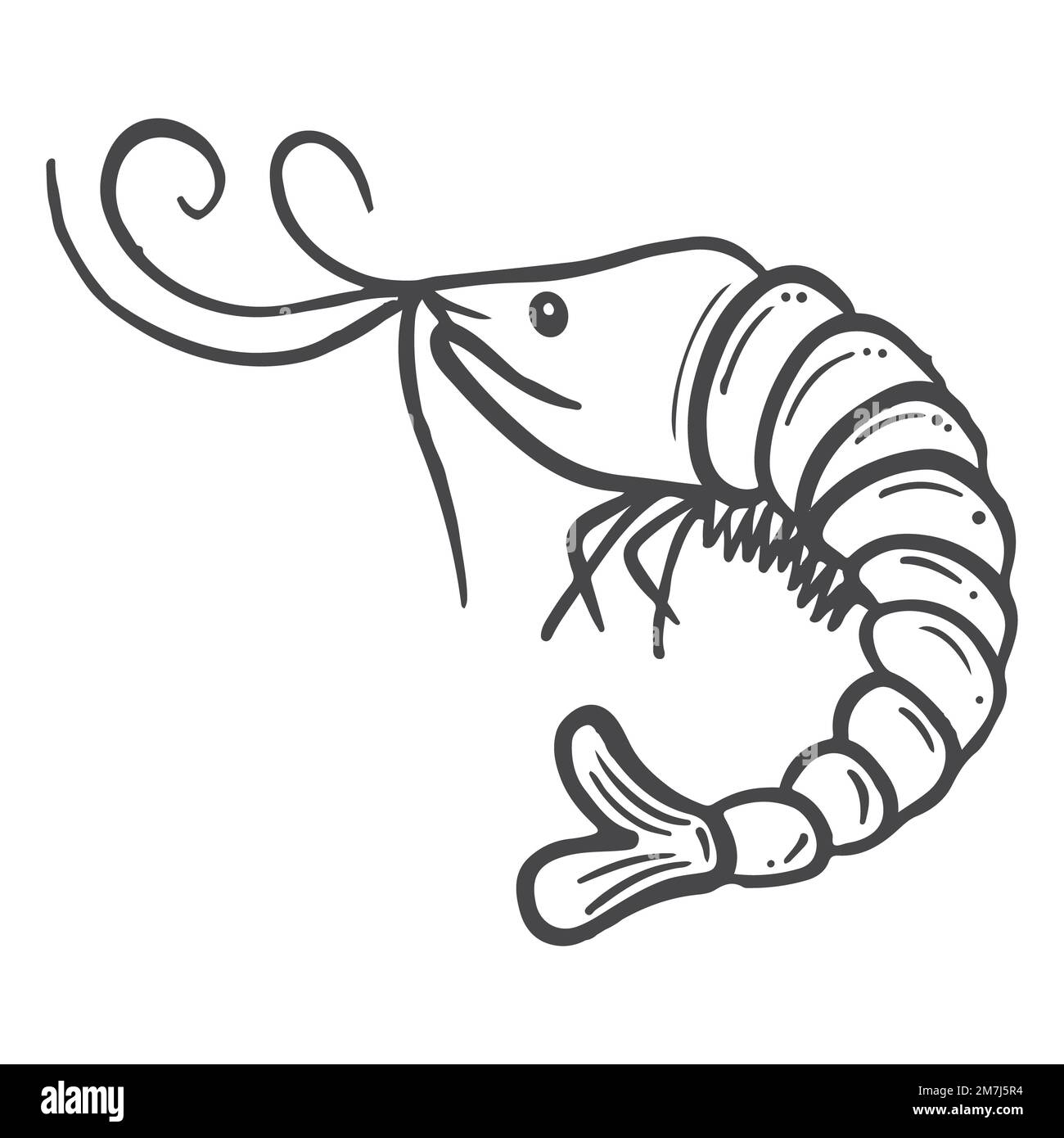 shrimp cute animal in sea hand drawn sketch doodle illustration vector ...