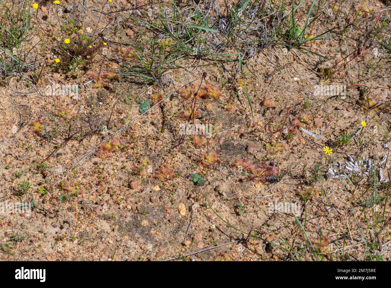 Some Drosera pauciflora in natural habitat in the Western Cape of South ...