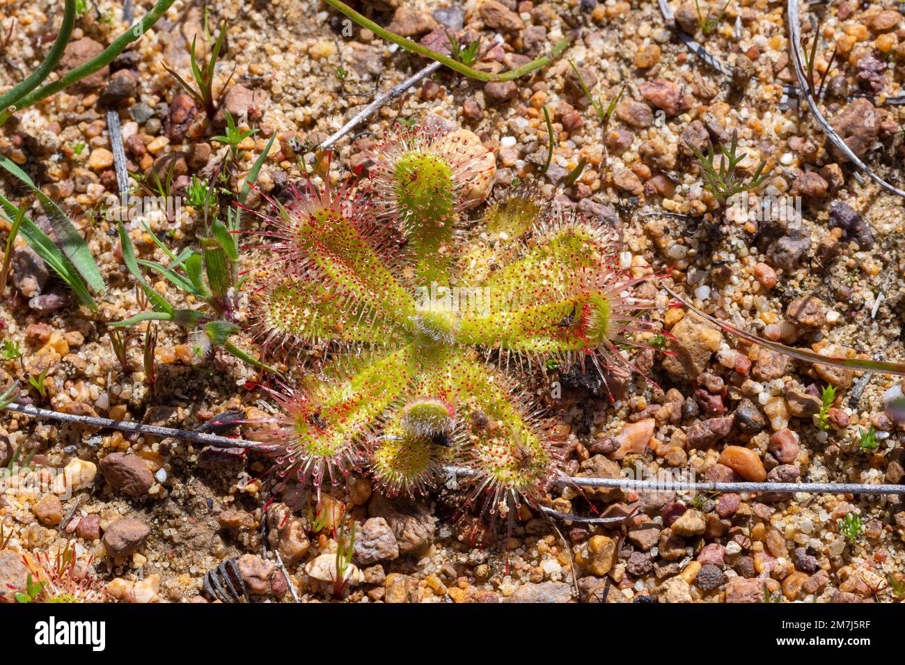 Rosettes of Drosera pauciflora near Porterville in the Western Cape of ...