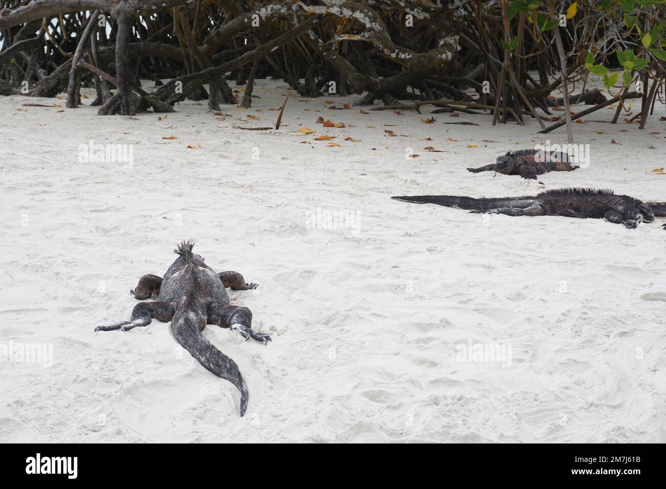 Three iguanas laying at the sandy beach of Galapagos islands and ...