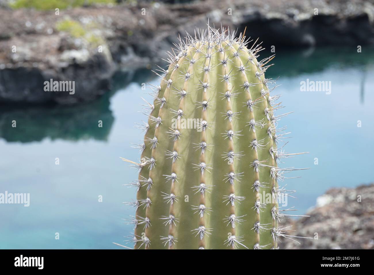 Spiny cactus with lave tunnels in background on Galapagos Islands Stock ...