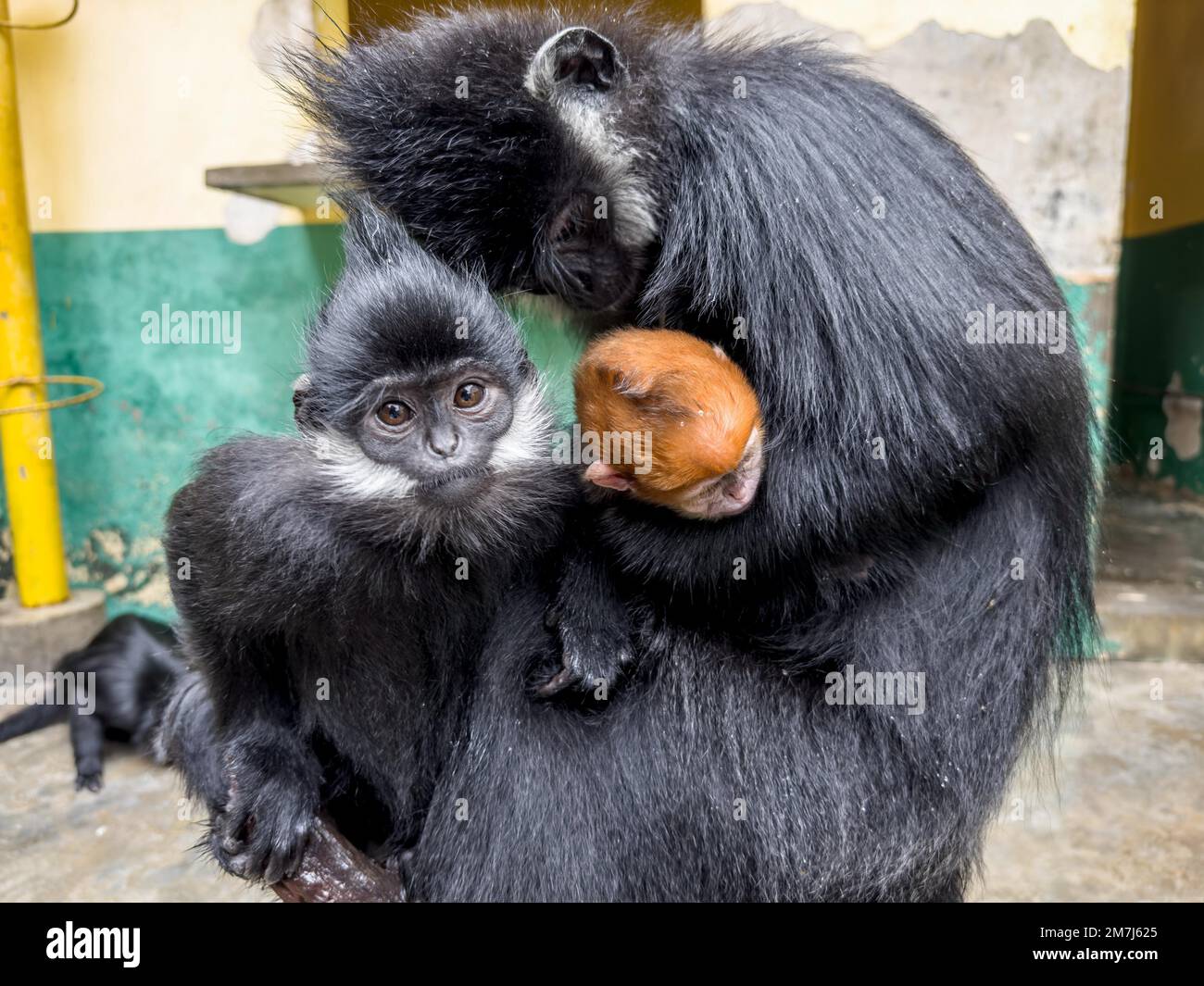 Wuzhou Leaf Monkey Rare Animal Breeding Center embraces the birth of ...