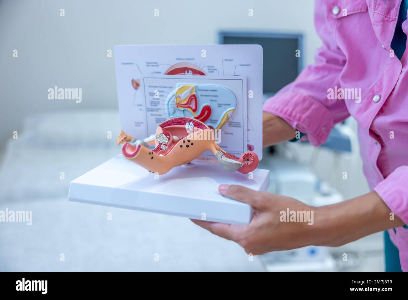 Female reproductive system model hi-res stock photography and images ...