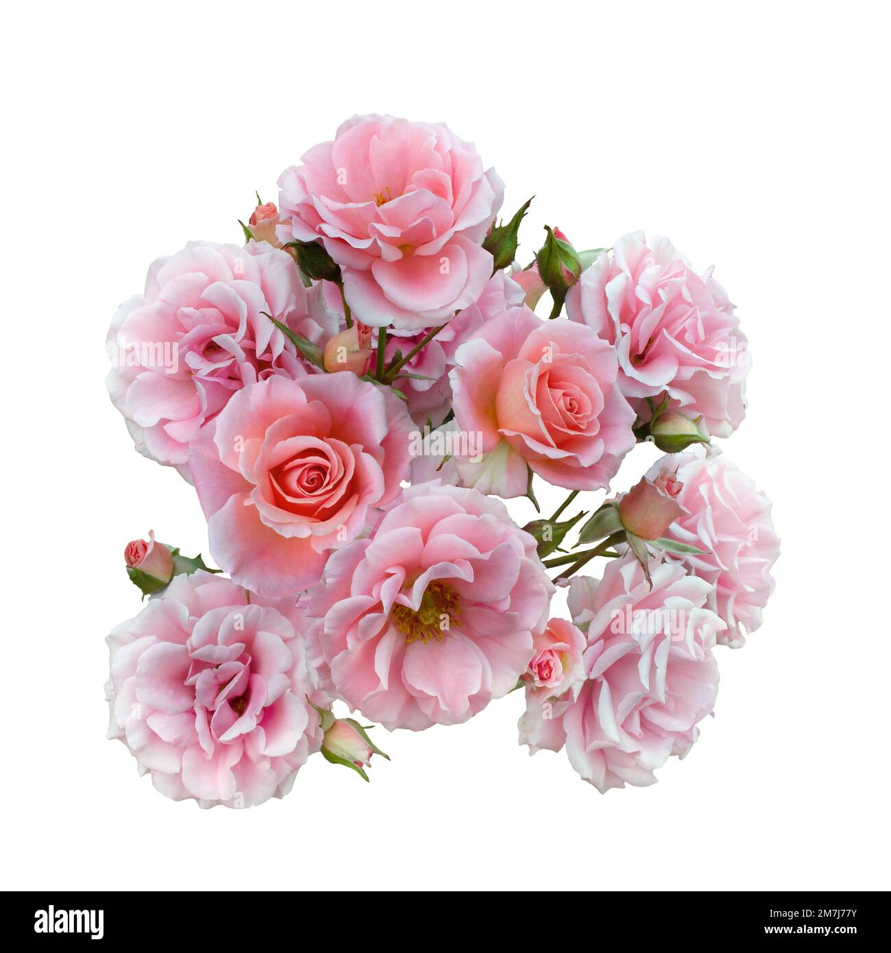 Delicate pink roses with green burgeons isolated on white background ...