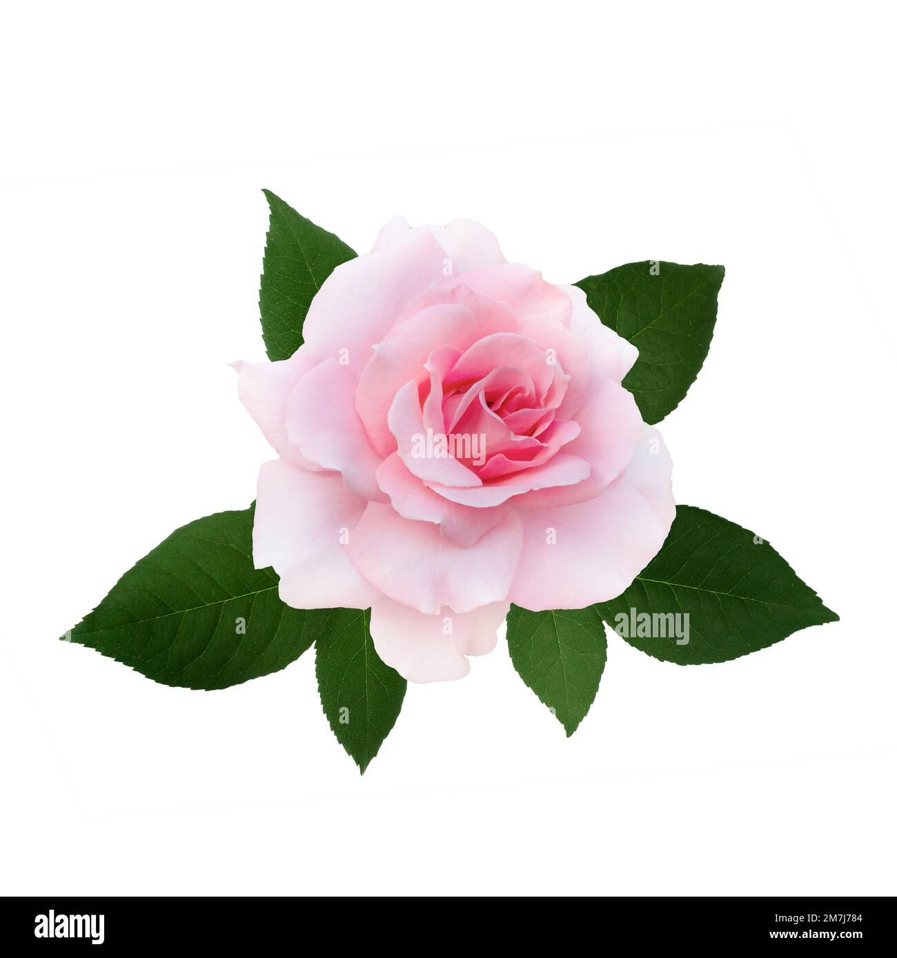 Delicate pink roses with green leaves isolated on white background ...