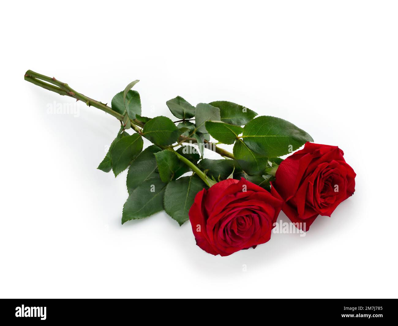 Two dark red roses with a shadow on a white background Stock Photo - Alamy