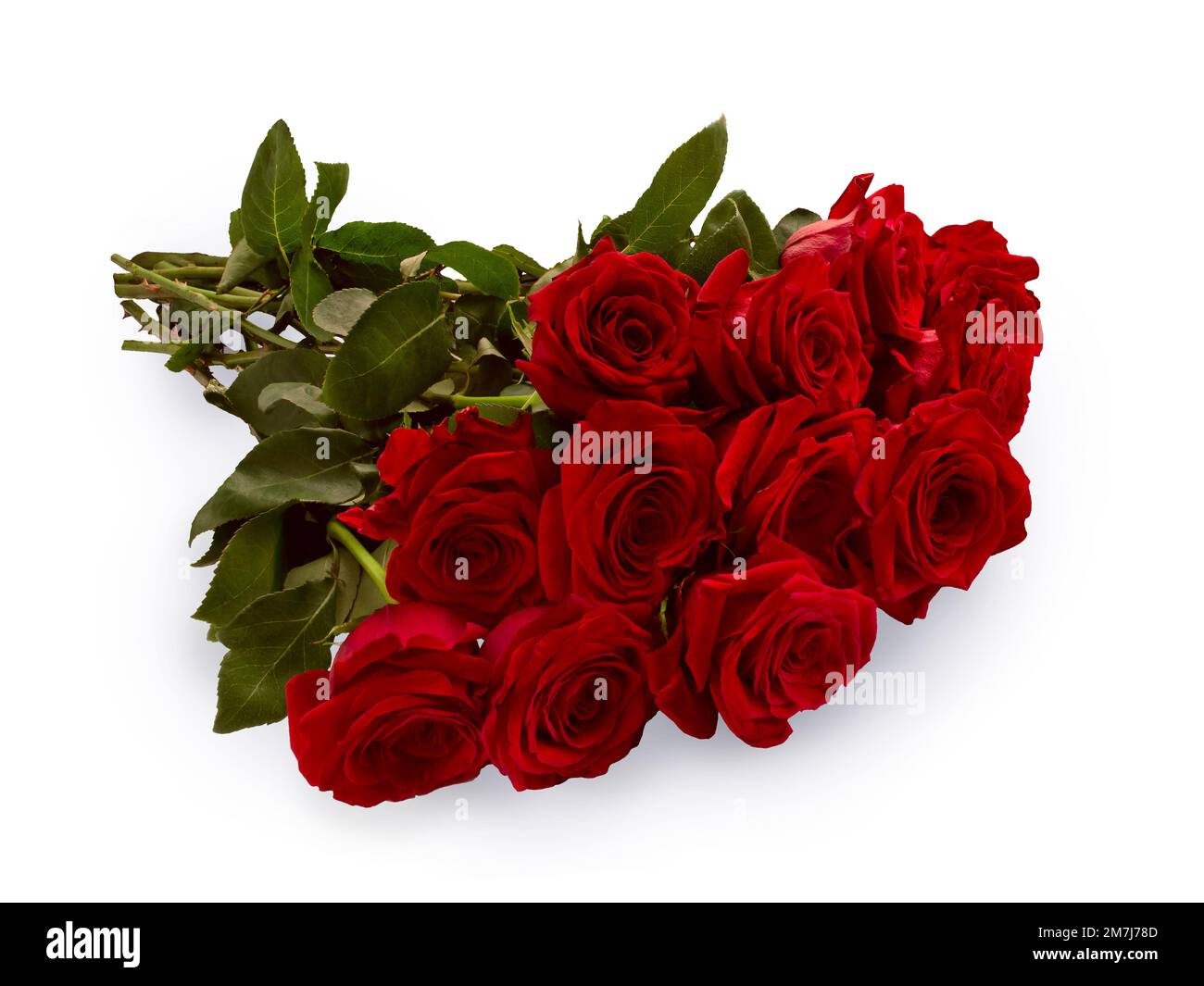 Bouquet of red roses with a shadow lies on a white background Stock ...
