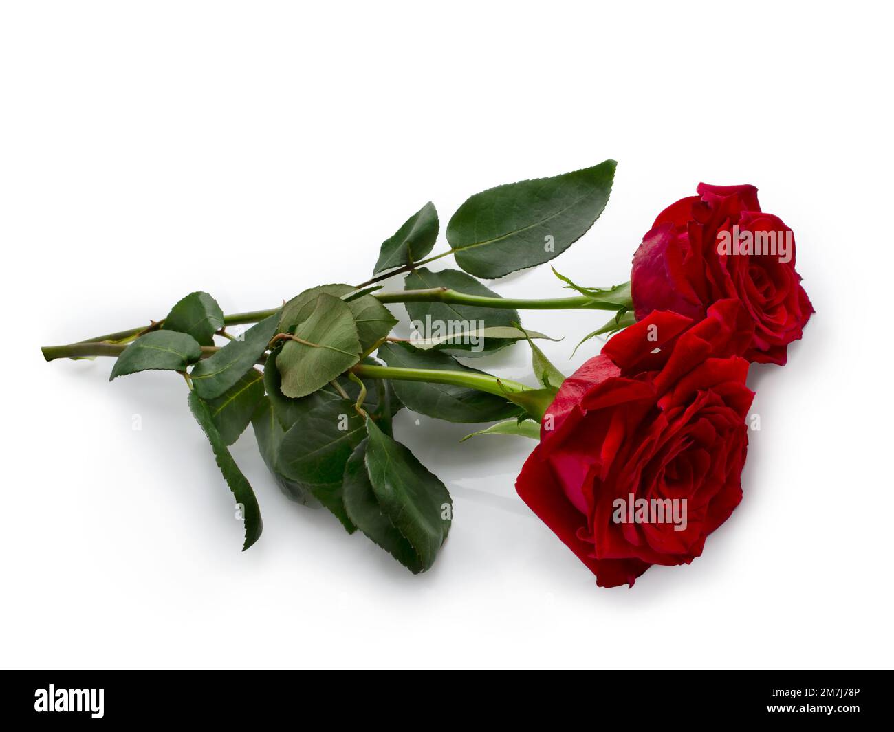 Two dark red roses with a shadow on a white background Stock Photo - Alamy