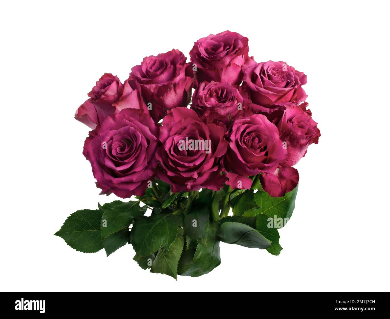 Delicate magenta roses with green leaves isolated on white background ...