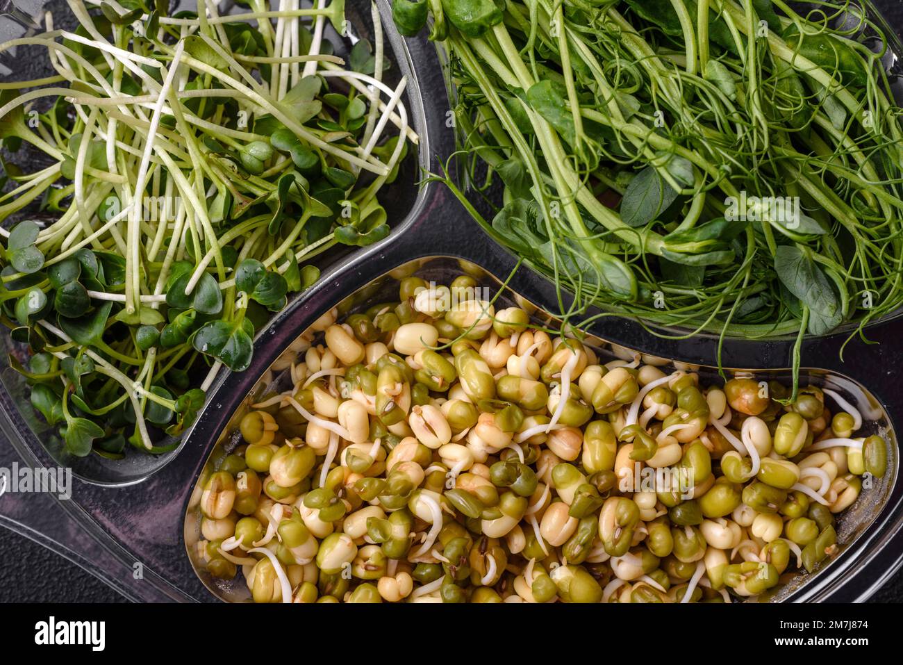 A set or mix of pea, mustard and sprouted mung bean microgreens in a ...