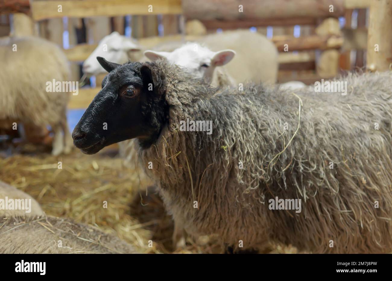 Sheep with a black muzzle in Poland Stock Photo - Alamy