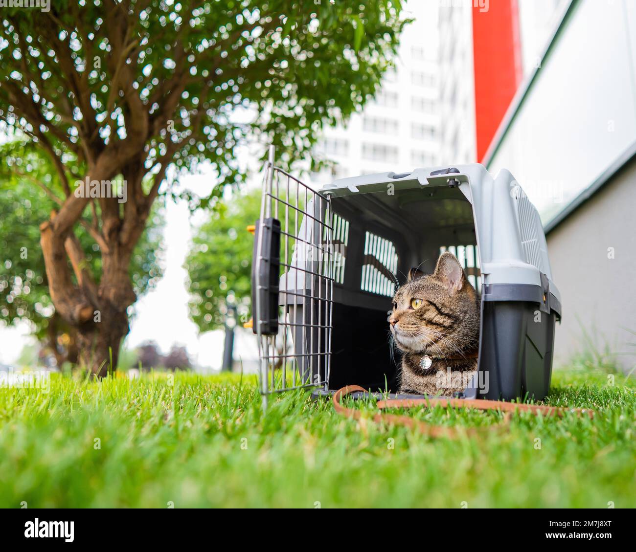 Calm confident gray tabby cat lies in a carrier on green grass outdoors ...