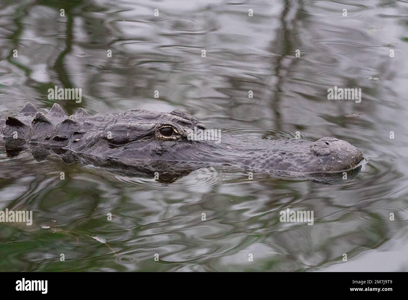 A close-up of a pike alligator (Alligator mississippiensis) swimming in ...