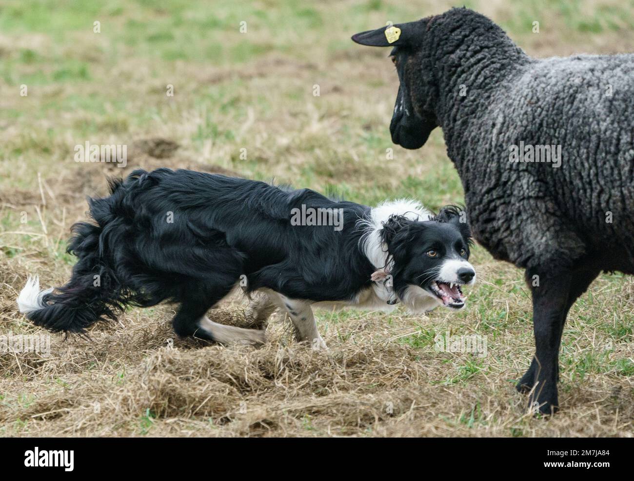 Stuckrum, Germany. 28th Mar, 2022. Border Collie bitch "Nell" of ...