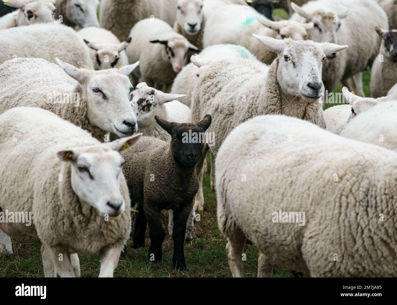 Stuckrum, Germany. 28th Mar, 2022. A flock of sheep belonging to ...