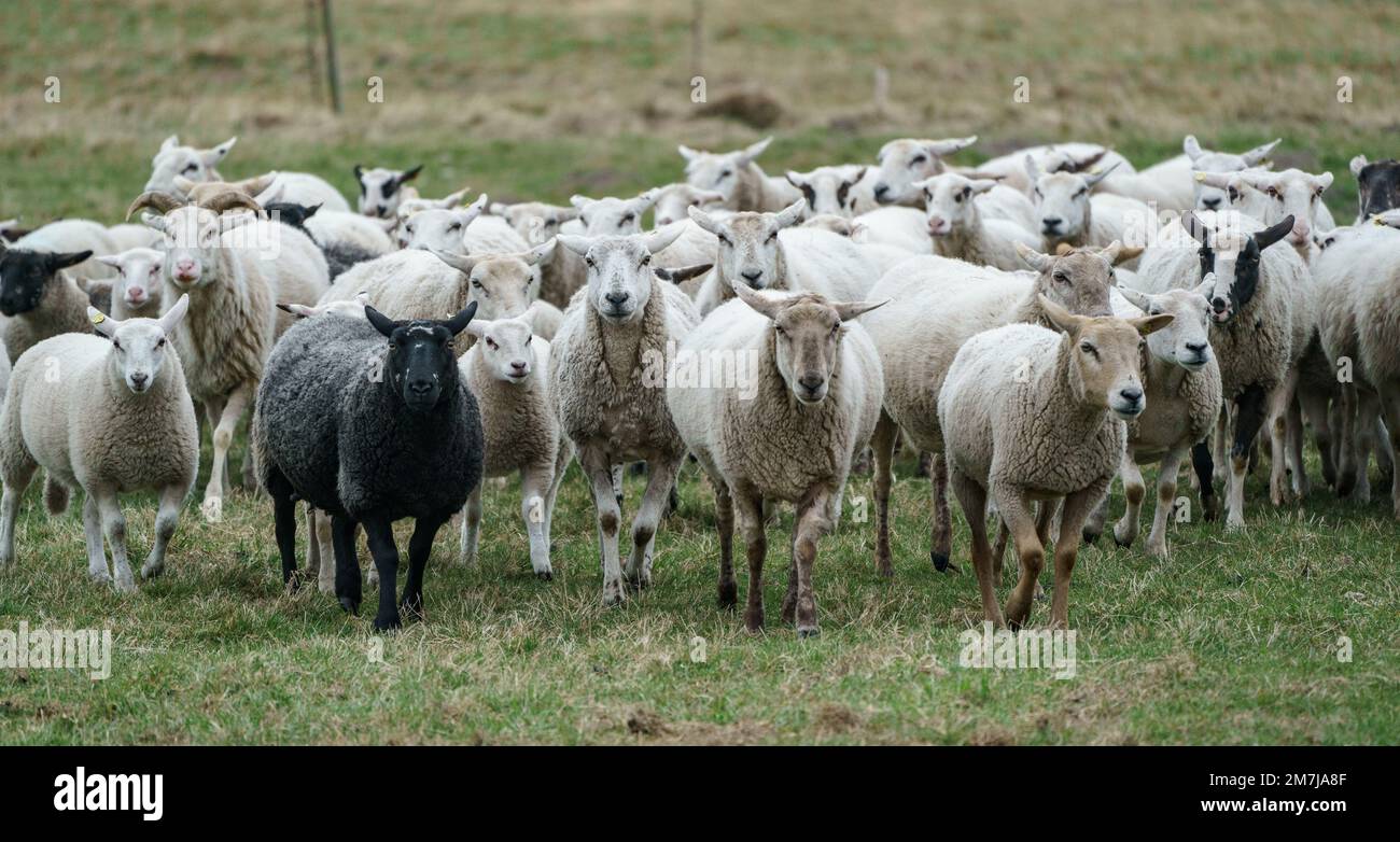 Stuckrum, Germany. 28th Mar, 2022. A flock of sheep belonging to ...